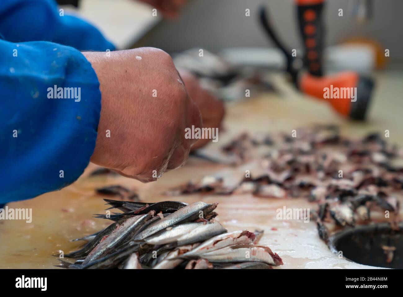 Selective focus of seller clean anchovy fish in a fish market Stock ...