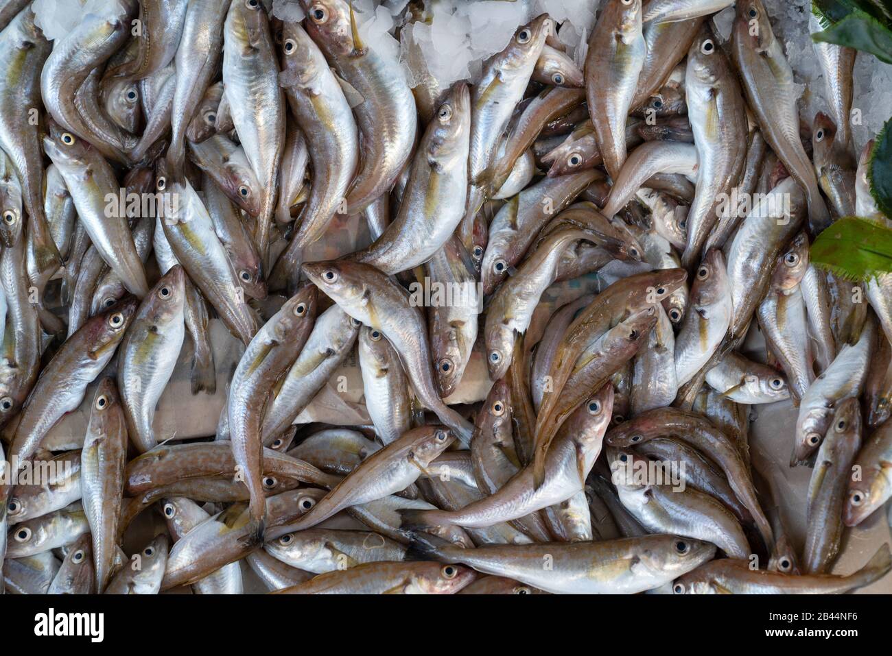 Haddock (mezgit) in the fish market Stock Photo - Alamy