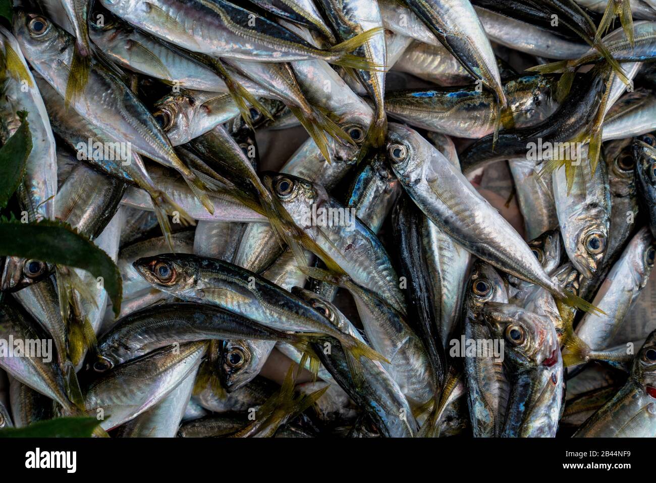 Istavrit baligi hi-res stock photography and images - Alamy