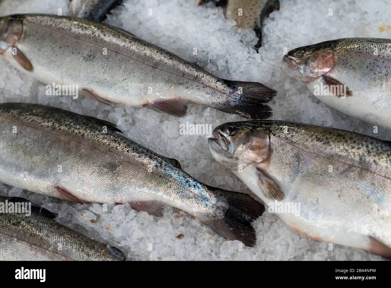 Fresh trout fishes on ice in a market Stock Photo - Alamy