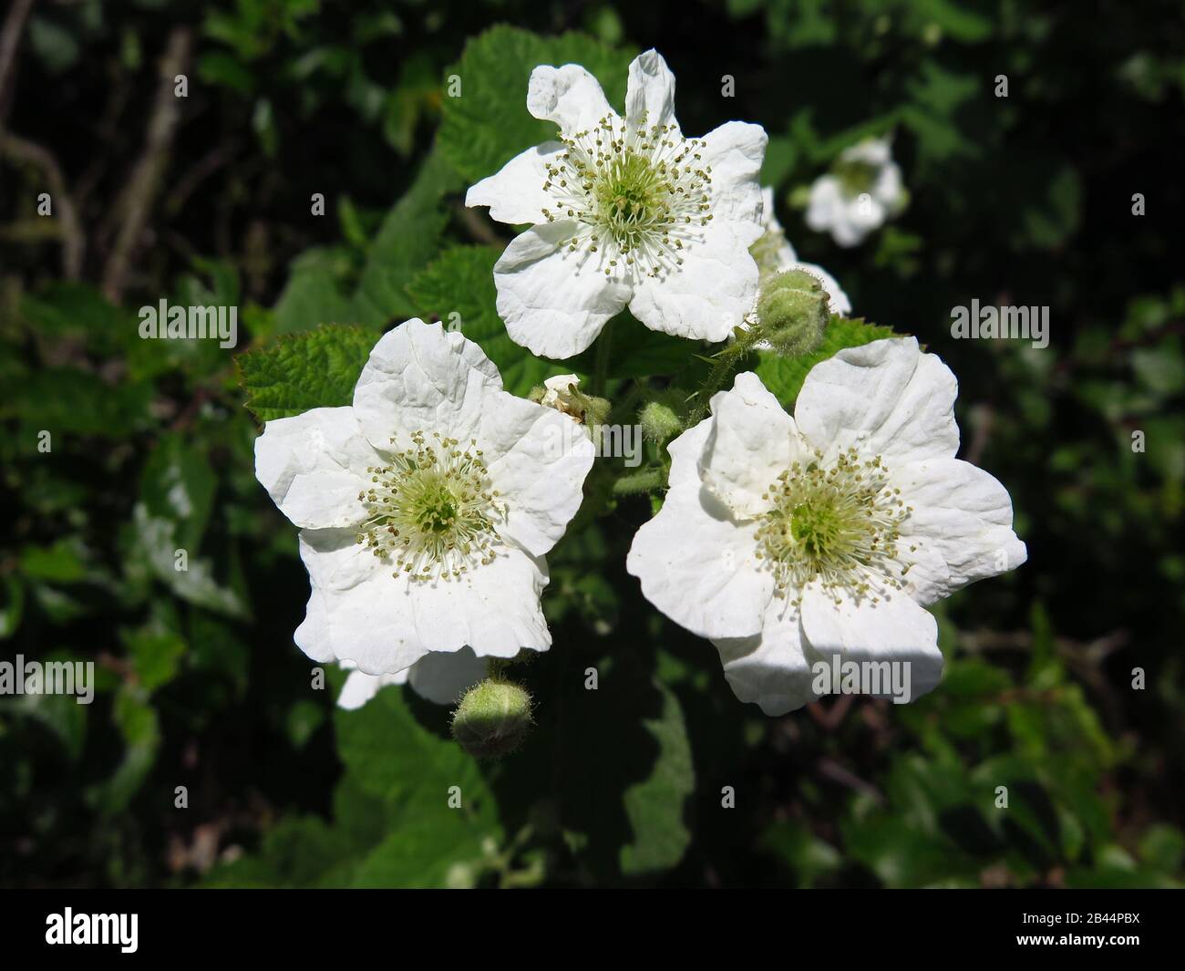 Brombeerbluete (Rubus sectio Rubus Stock Photo - Alamy