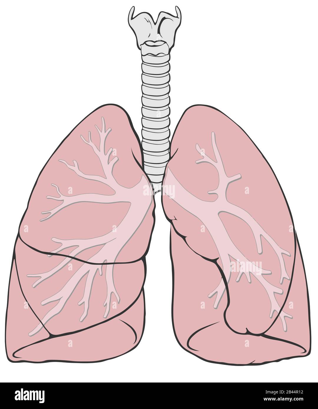 lungs health biology medical care system respiratory trachea ...