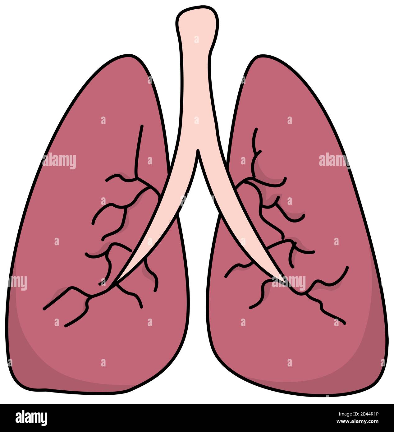 Organ biology bronchi lungs Cut Out Stock Images & Pictures - Alamy