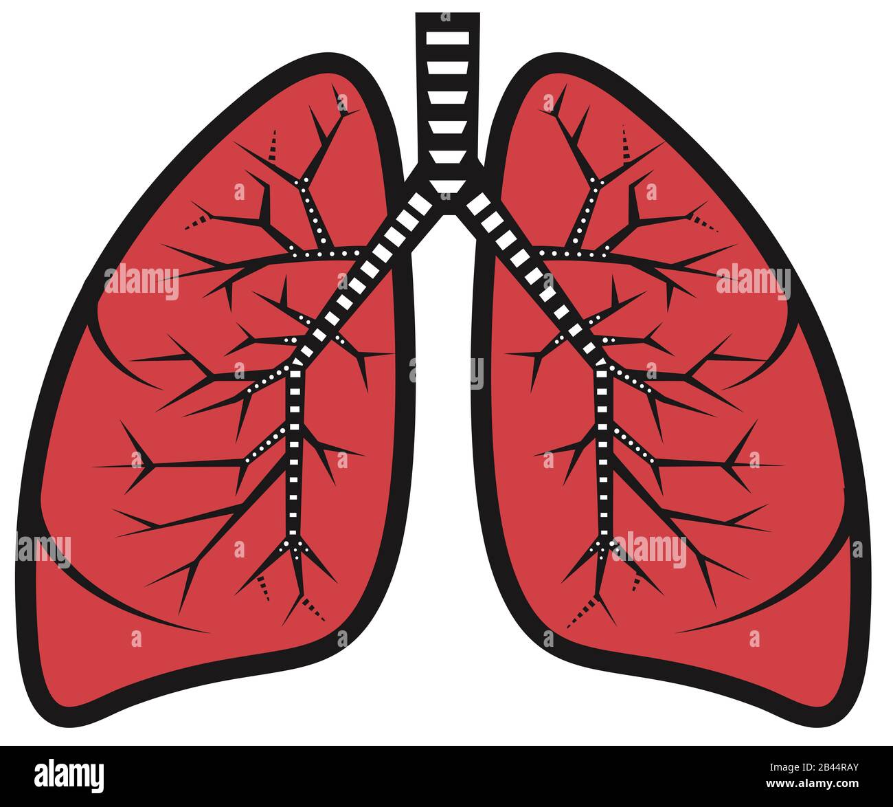 Organ biology bronchi lungs Cut Out Stock Images & Pictures - Alamy