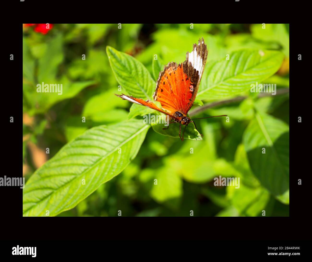 Beautiful Butterflies in nature, at the gardens and butterfly house ...