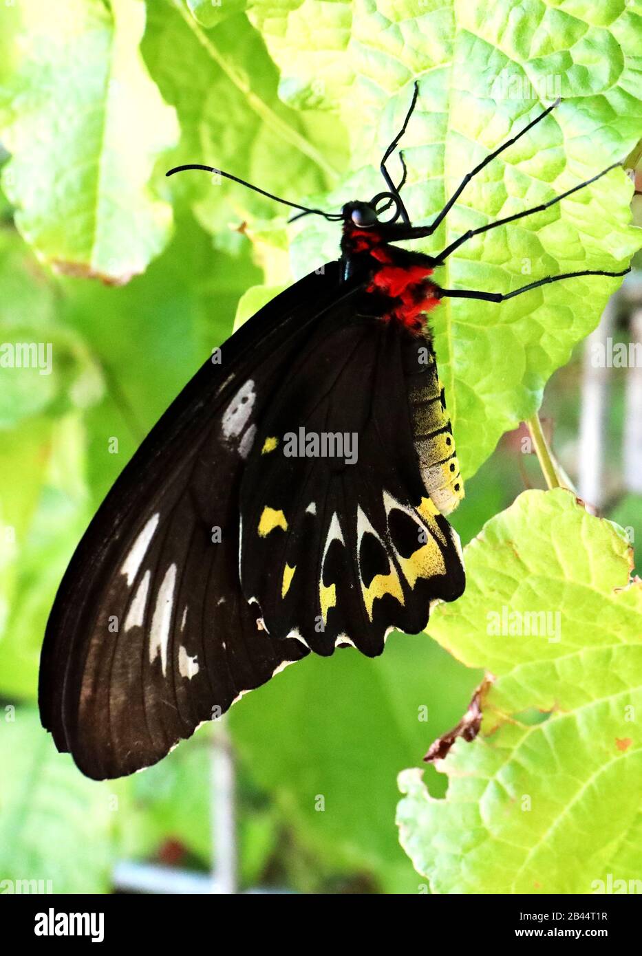 Beautiful big Butterflies in nature, at the gardens and butterfly house ...