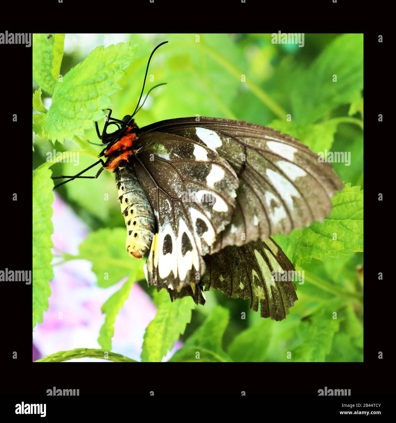 Beautiful big Butterflies in nature, at the gardens and butterfly house ...