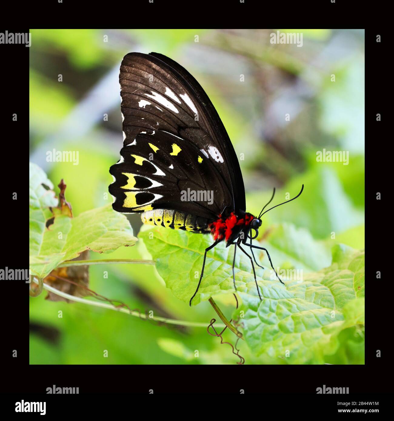 Beautiful big Butterflies in nature, at the gardens and butterfly house ...