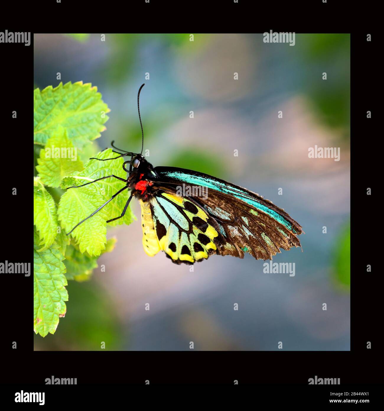 Beautiful big Butterflies in nature, at the gardens and butterfly house ...