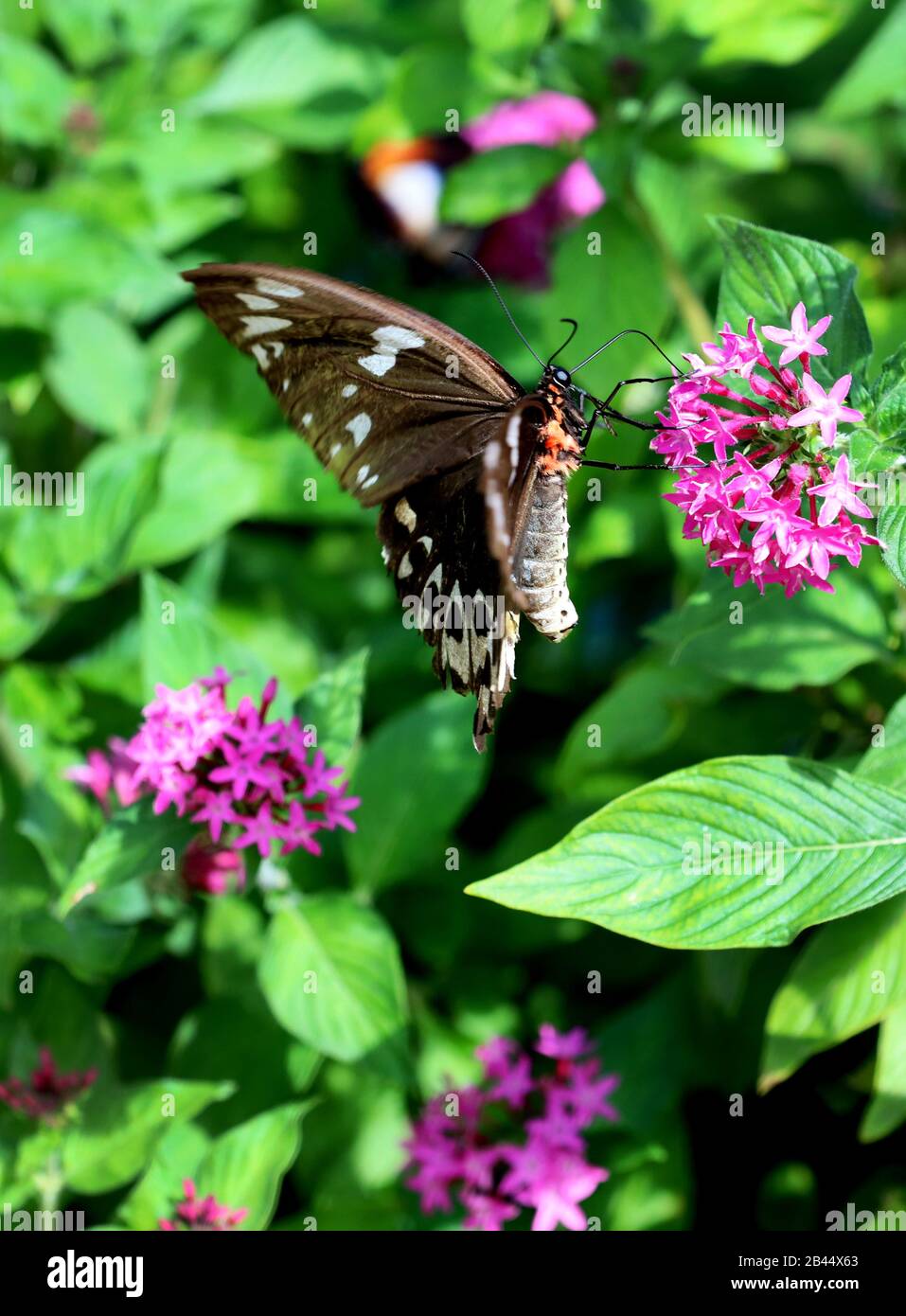 Beautiful big Butterflies in nature, at the gardens and butterfly house ...