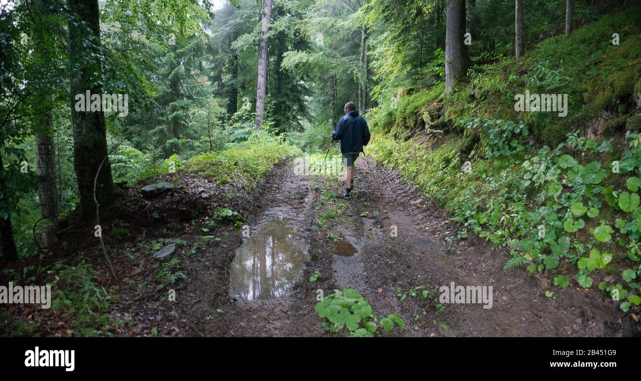 Hiking in french alps forest for nature tourism and vacation Stock ...
