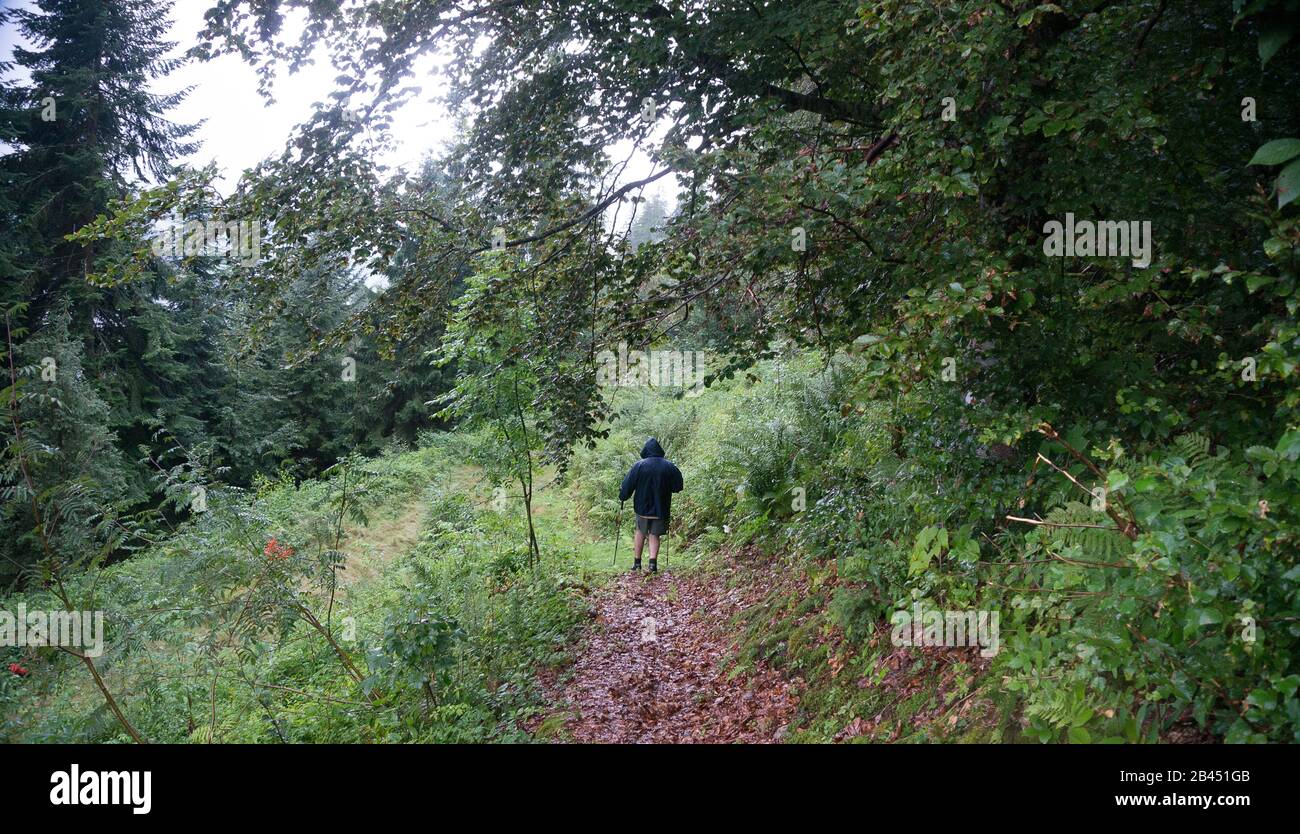 Hiking in french alps forest for nature tourism and vacation Stock ...