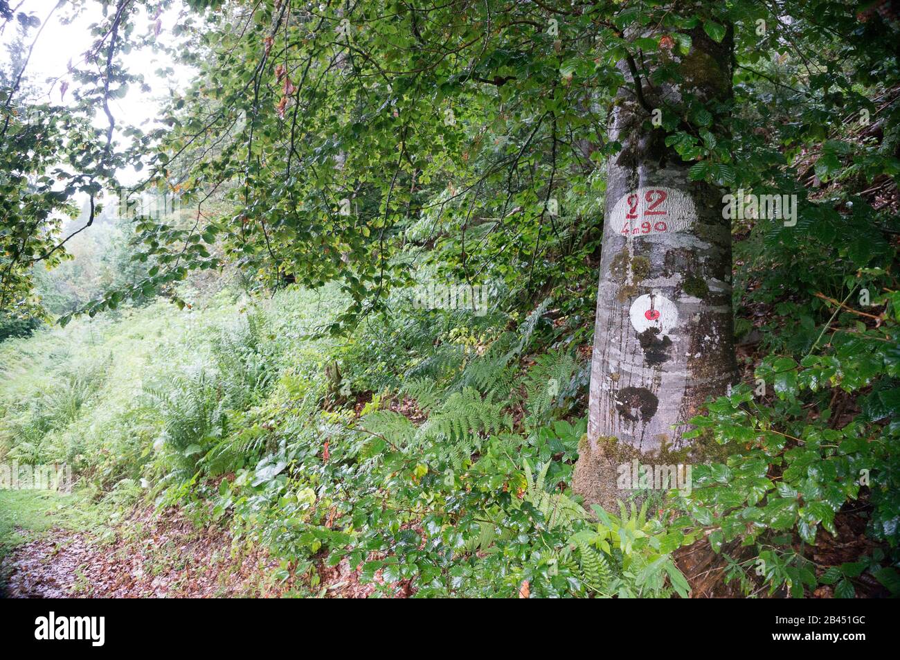 Hiking in french alps forest for nature tourism and vacation Stock ...
