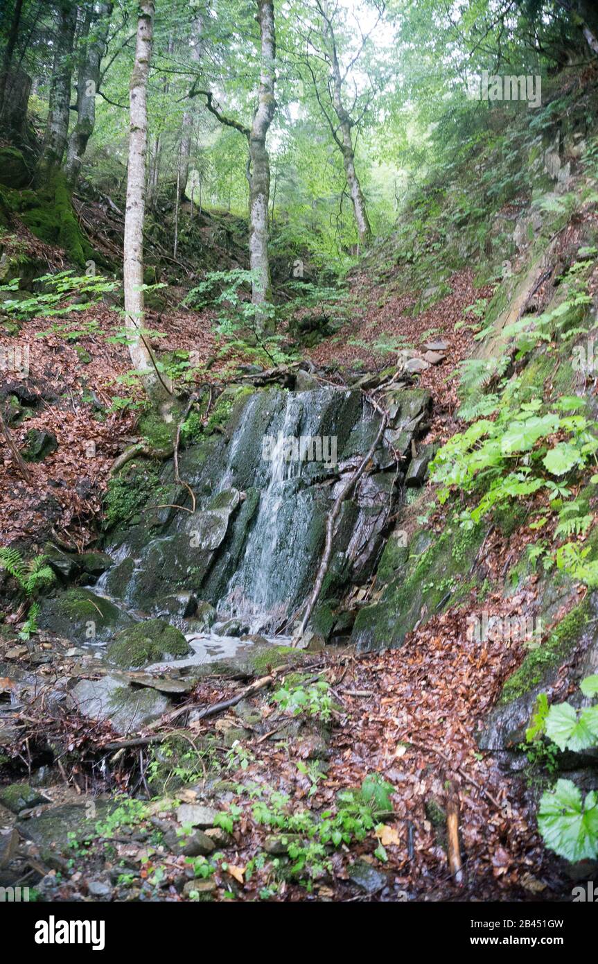 Hiking in french alps forest for nature tourism and vacation Stock ...