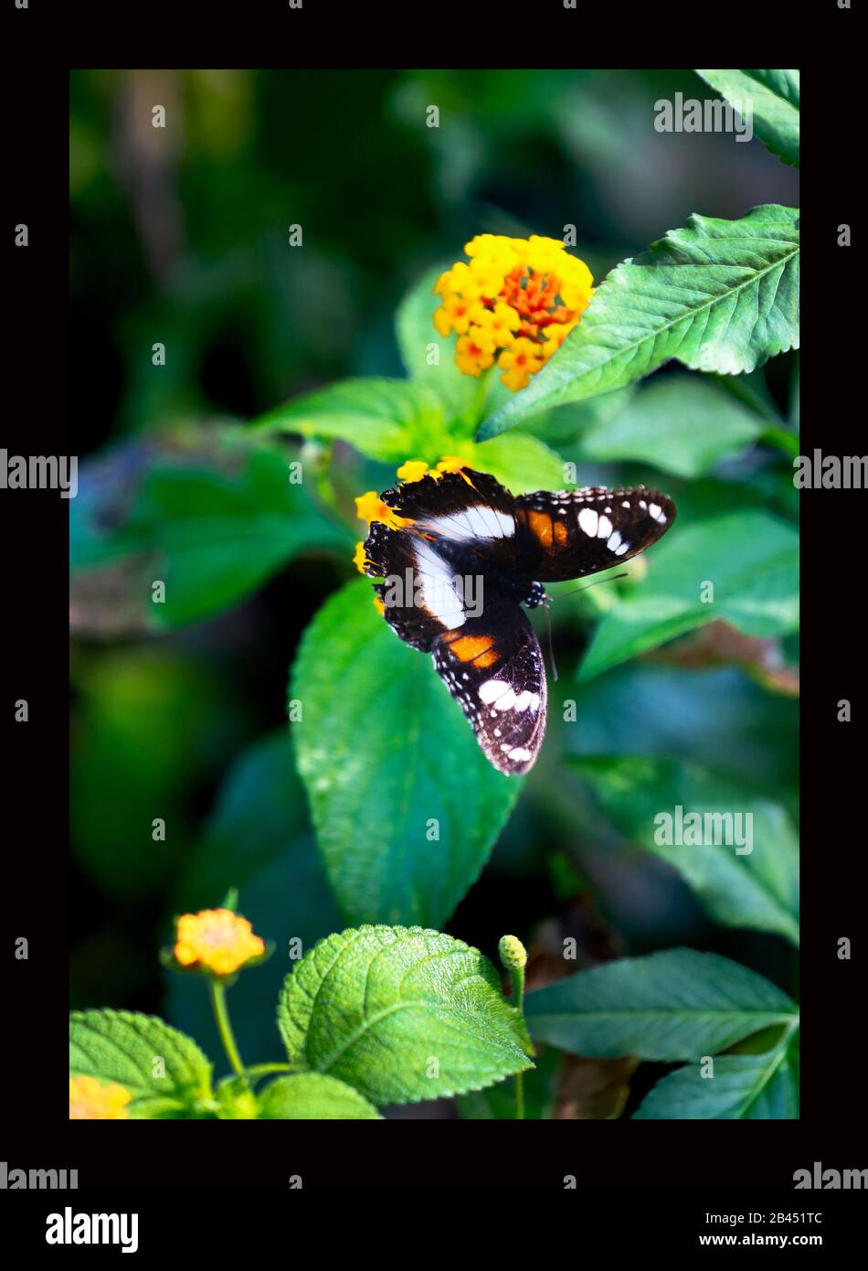 Beautiful Butterflies in nature, at the gardens and butterfly house ...