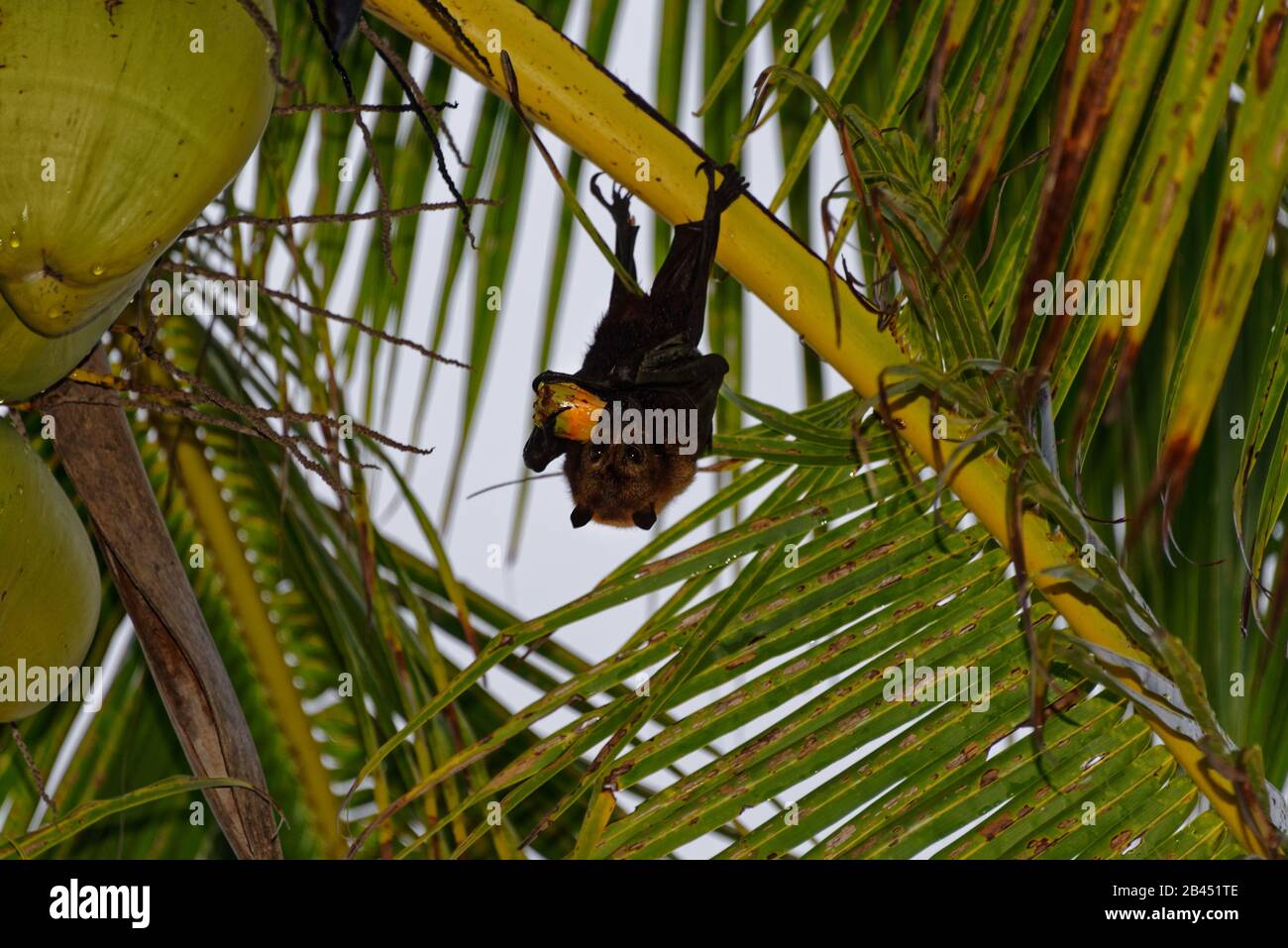 A flying fox or fruit bat is having lunch hanging upside down in a palm ...