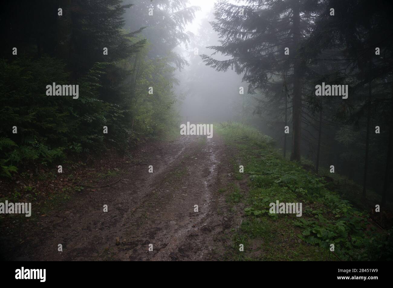 Hiking in french alps forest for nature tourism and vacation Stock ...