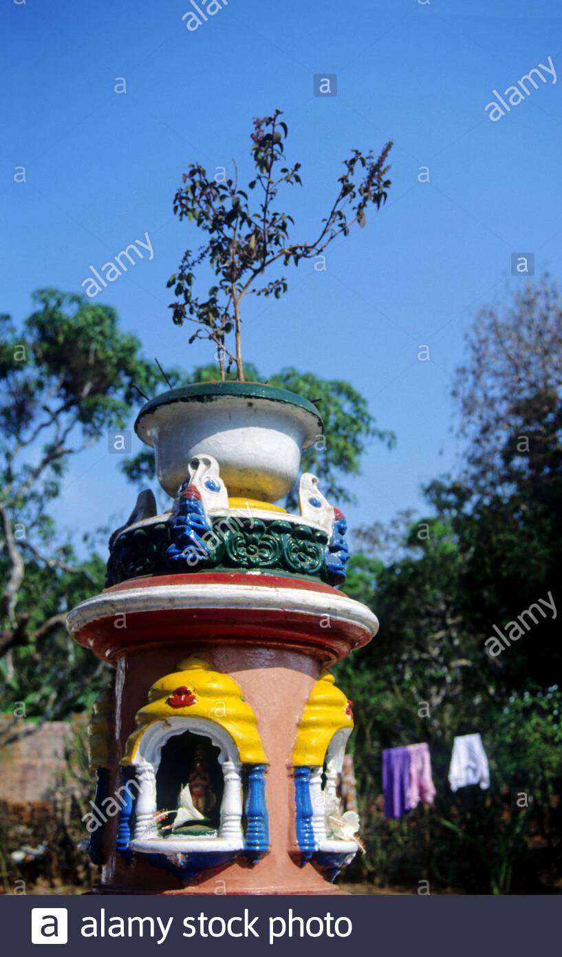 Tulsi Plant High Resolution Stock Photography and Images - Alamy