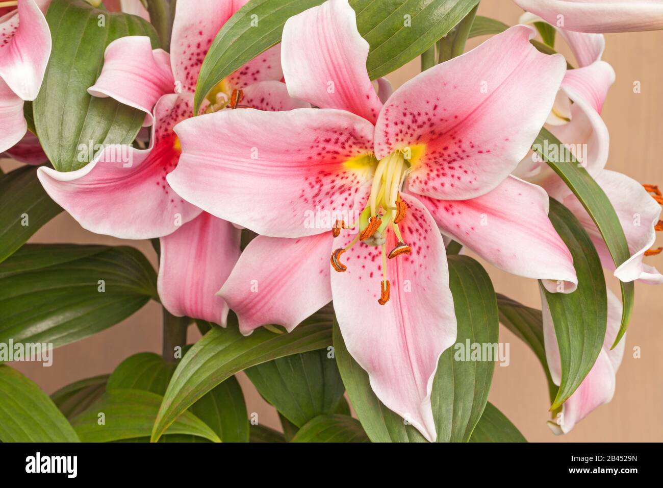 Lisa bloom hi-res stock photography and images - Alamy