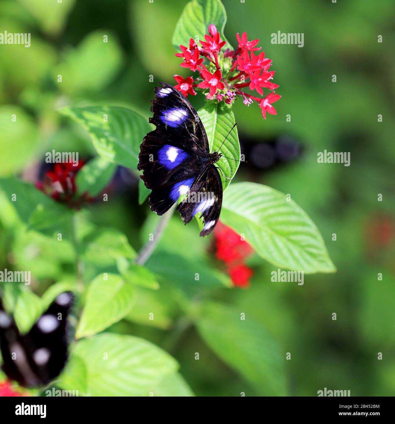 Beautiful Butterflies in nature, at the gardens and butterfly house ...