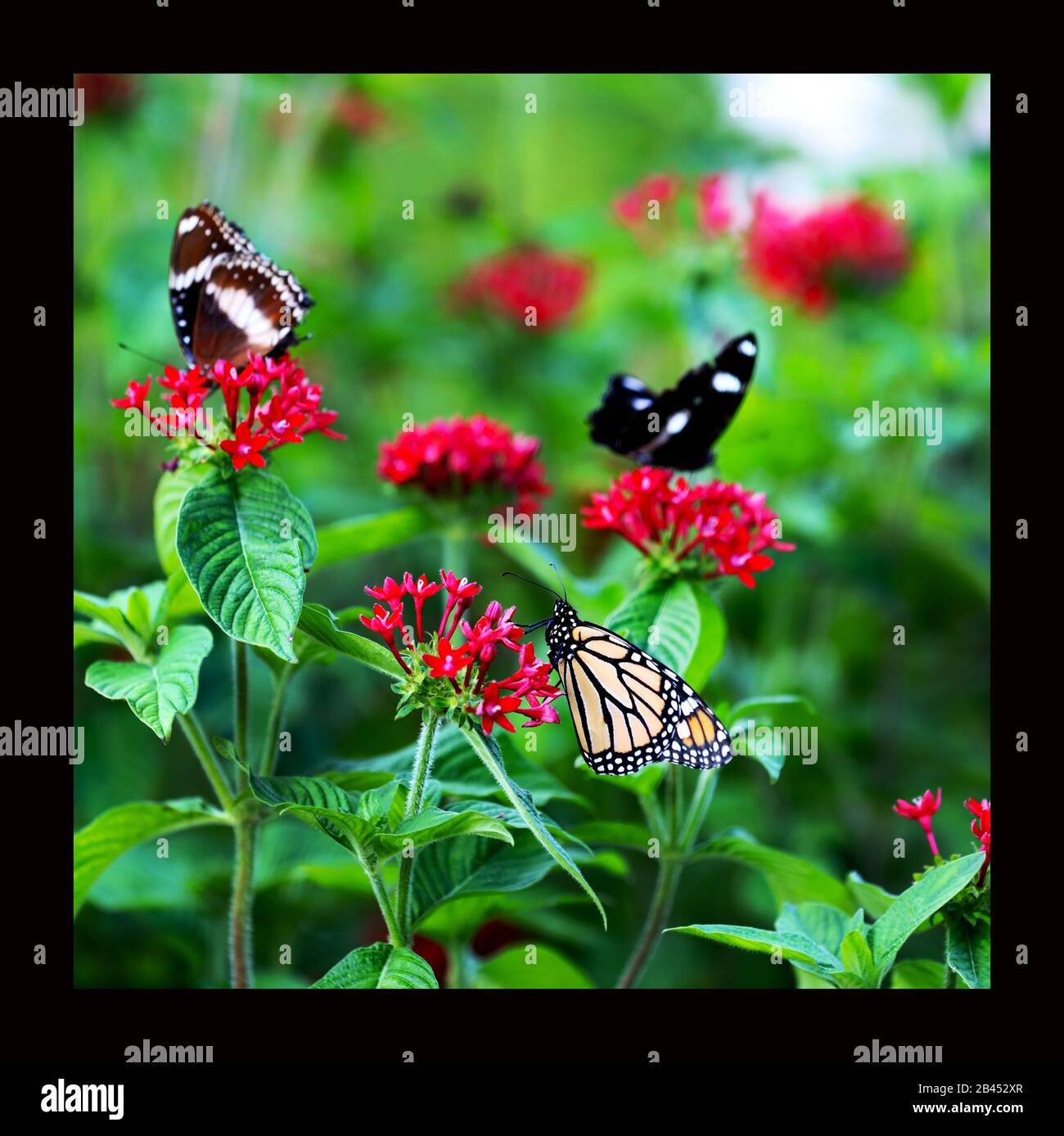 Butterflies in nature, at the gardens and butterfly house East Coast ...