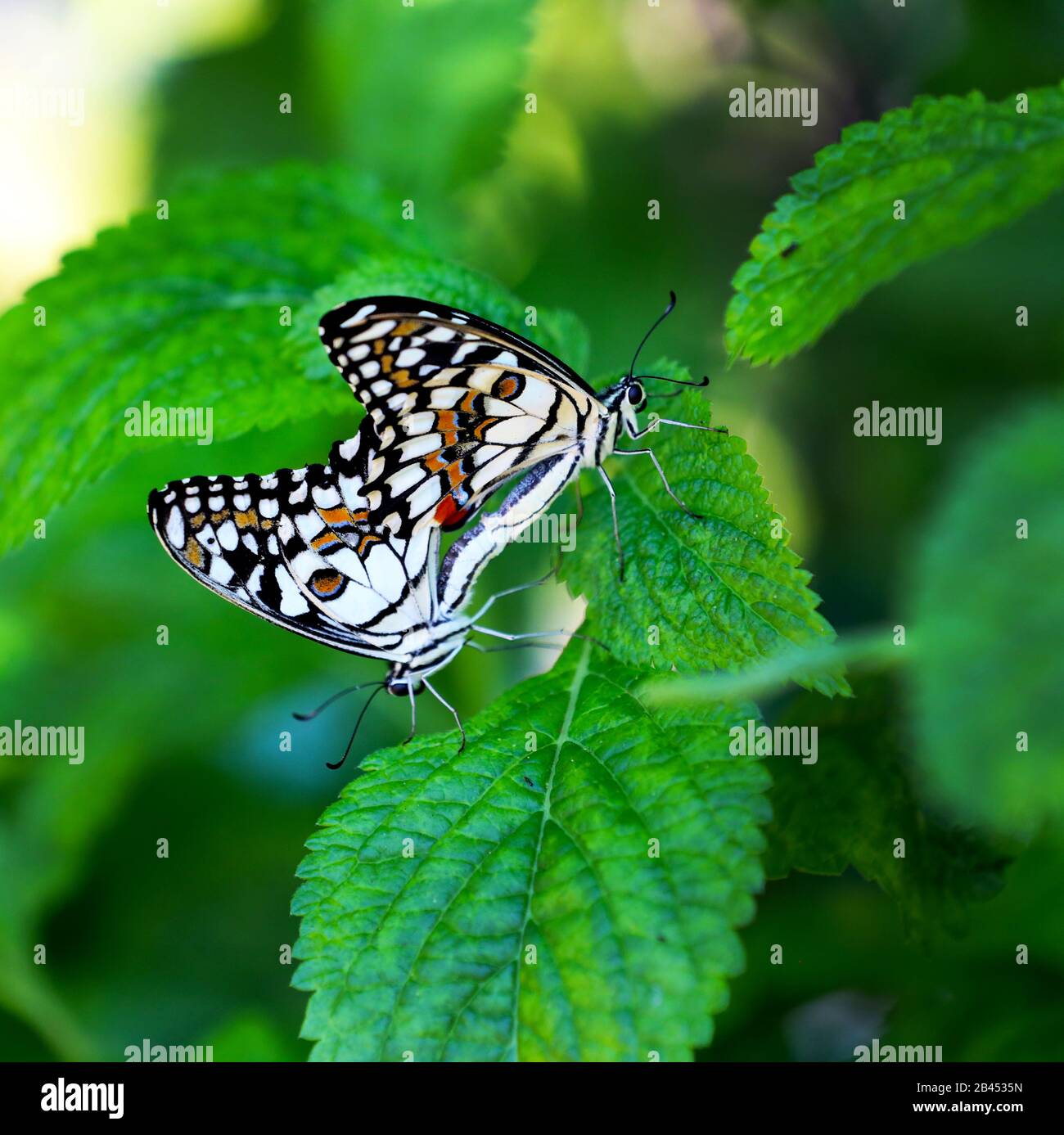 Beautiful Butterflies in nature, at the gardens and butterfly house ...