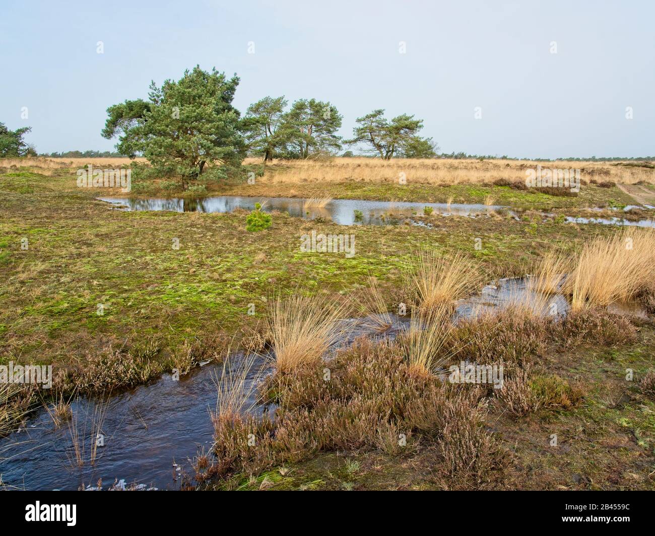 Wetlands in National Park de Hoge Veluwe in the Netherlands Stock Photo ...