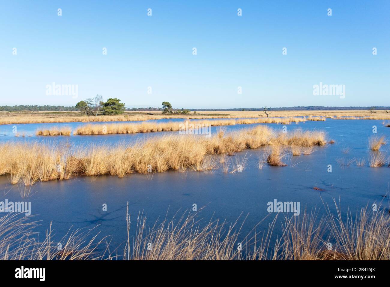 Wetlands in National Park de Hoge Veluwe in the Netherlands Stock Photo ...