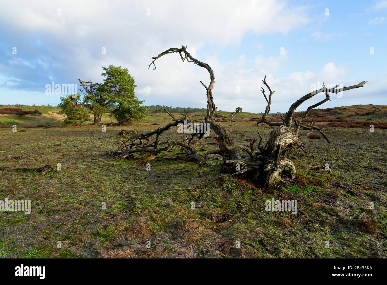 Dead tree in heathland hi-res stock photography and images - Alamy