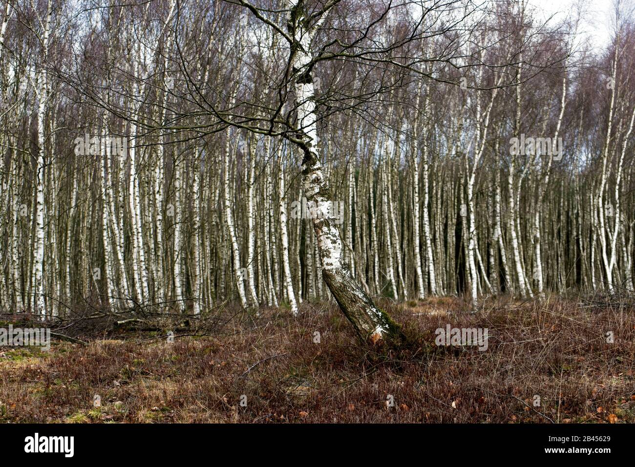 Planken hi-res stock photography and images - Alamy