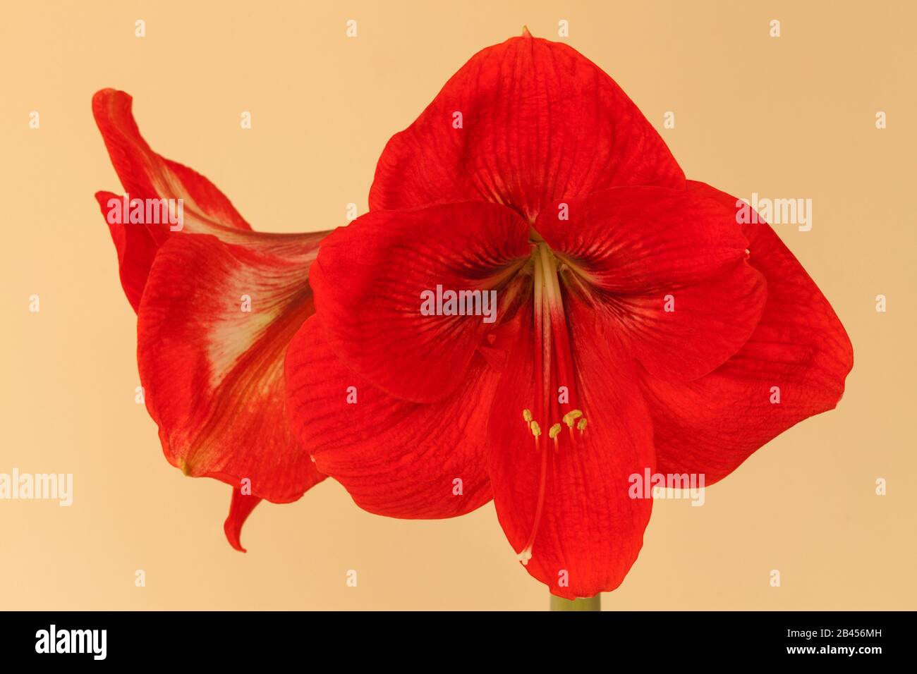 Amaryllis "Red Lion", Hippeastrum Stock Photo - Alamy