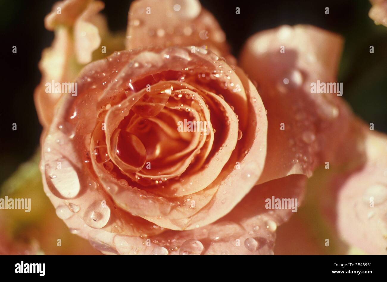 Asia rose not japan not people hi-res stock photography and images - Alamy