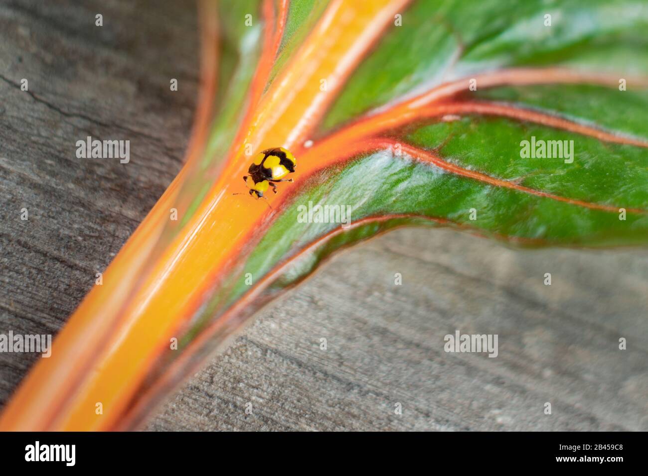 Australian fungus hi-res stock photography and images - Alamy