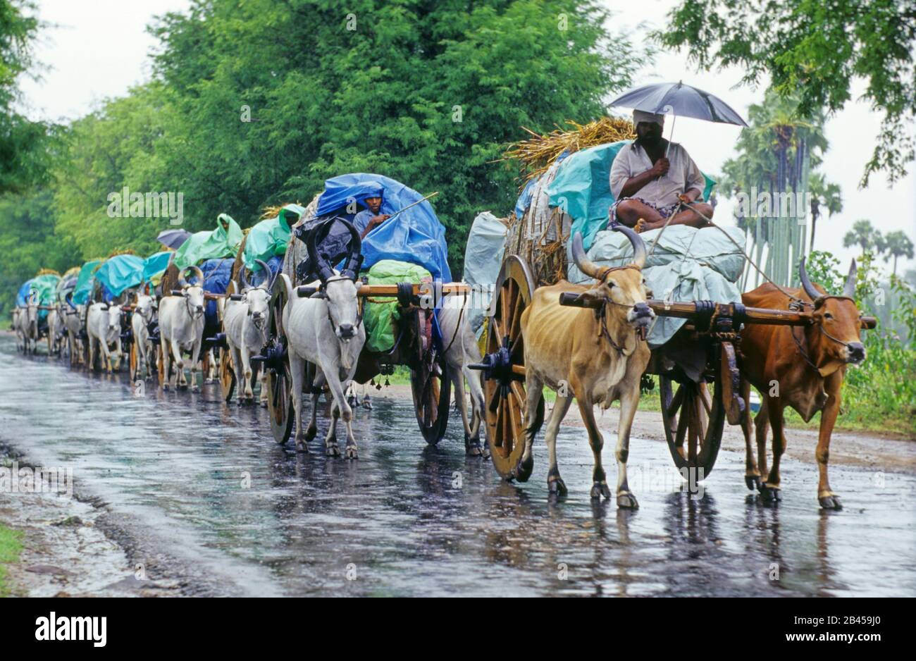 bullock cart procession in rain, India, Asia Stock Photo - Alamy