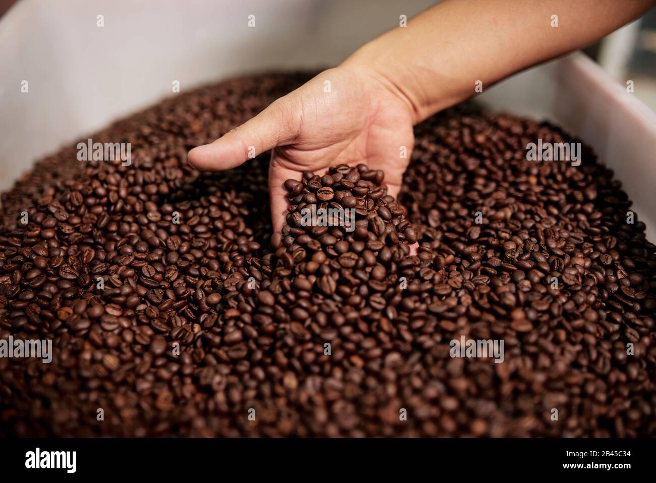 Hand of person mixing roasted coffee beans in plastic container Stock ...