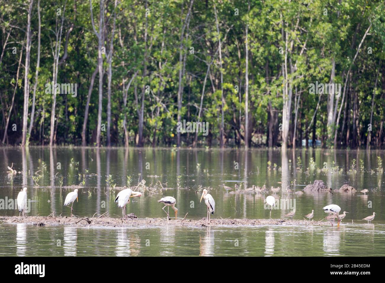 Sungei Buloh Wetland Reserve, Singapore Stock Photo - Alamy