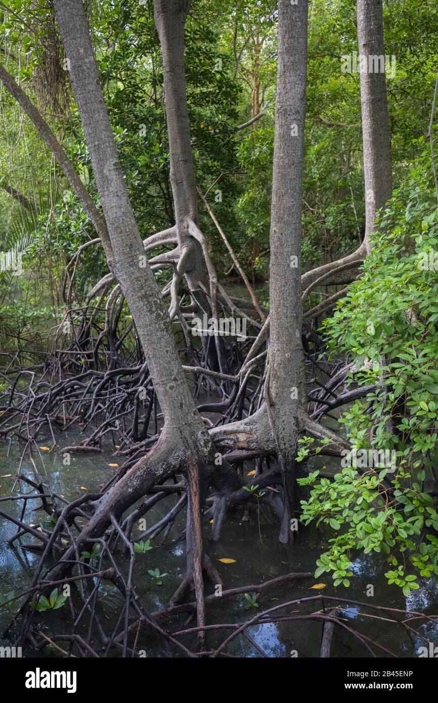 Sungei Buloh Wetland Reserve, Singapore Stock Photo - Alamy