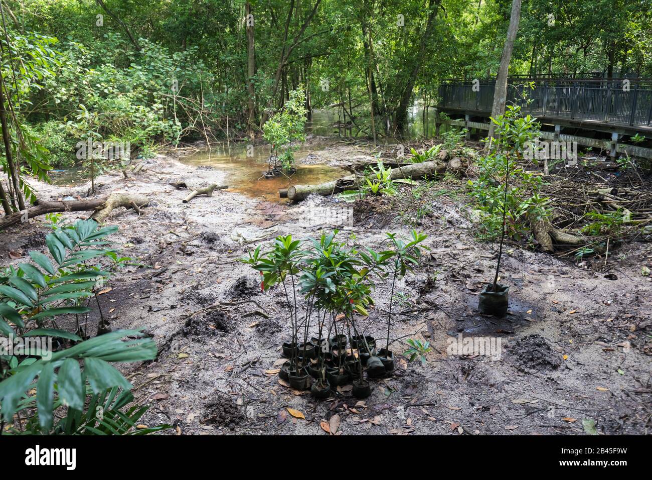 Sungei Buloh Wetland Reserve, Singapore Stock Photo - Alamy