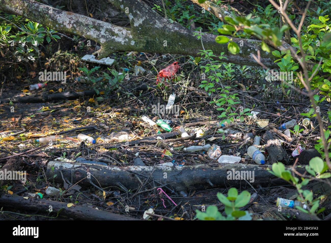 Sungei Buloh Wetland Reserve, Singapore Stock Photo - Alamy