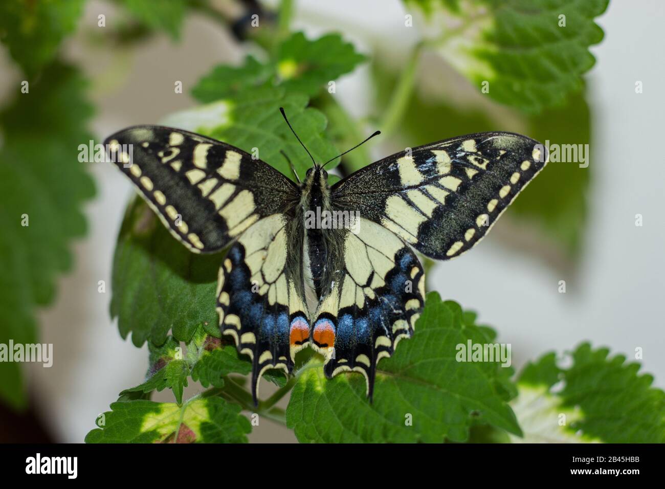a beautiful swallowtail butterfly on a leaf Stock Photo - Alamy