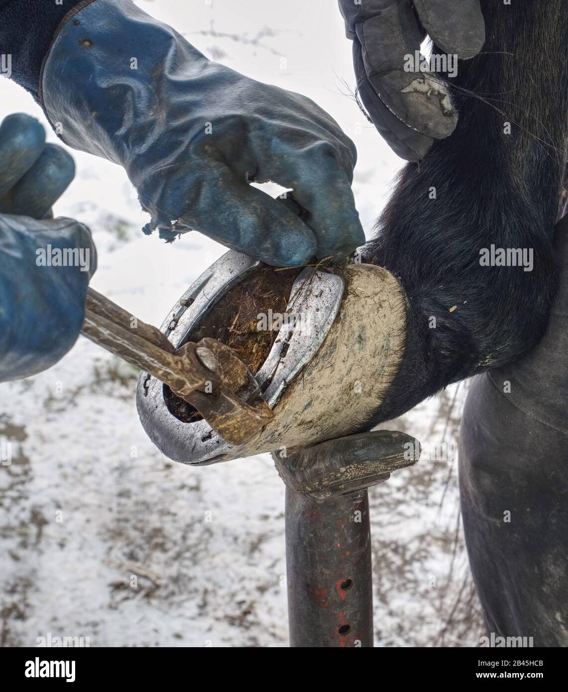 Farrier take of worn out iron hoof shoes from ill horse leg, animal ...