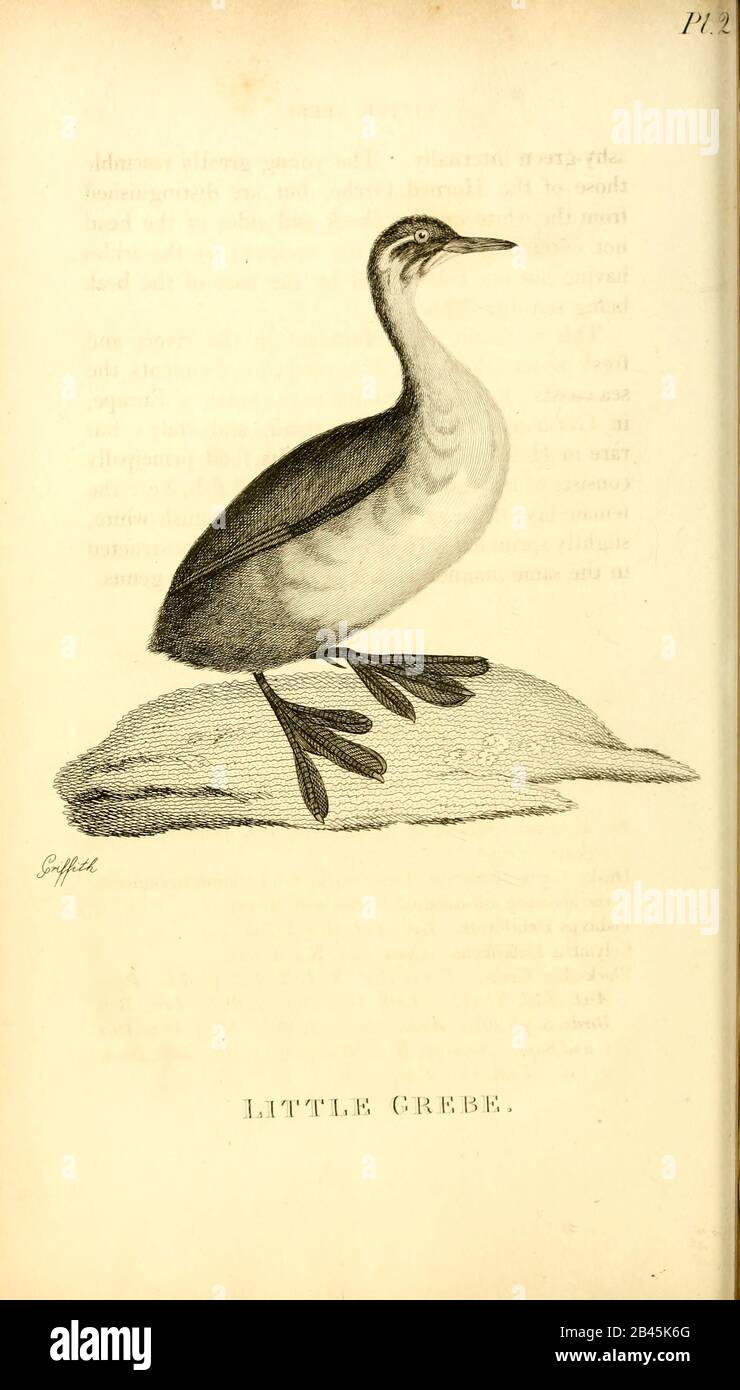 Drawing of the little grebe hi-res stock photography and images - Alamy