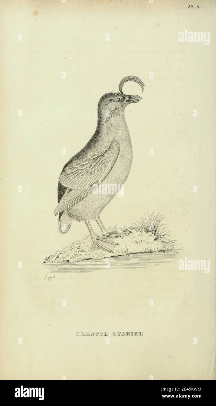 Crested stariki hi-res stock photography and images - Alamy