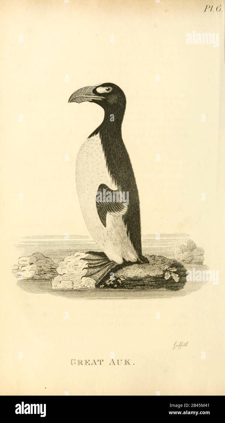 Great auk drawing hi-res stock photography and images - Alamy