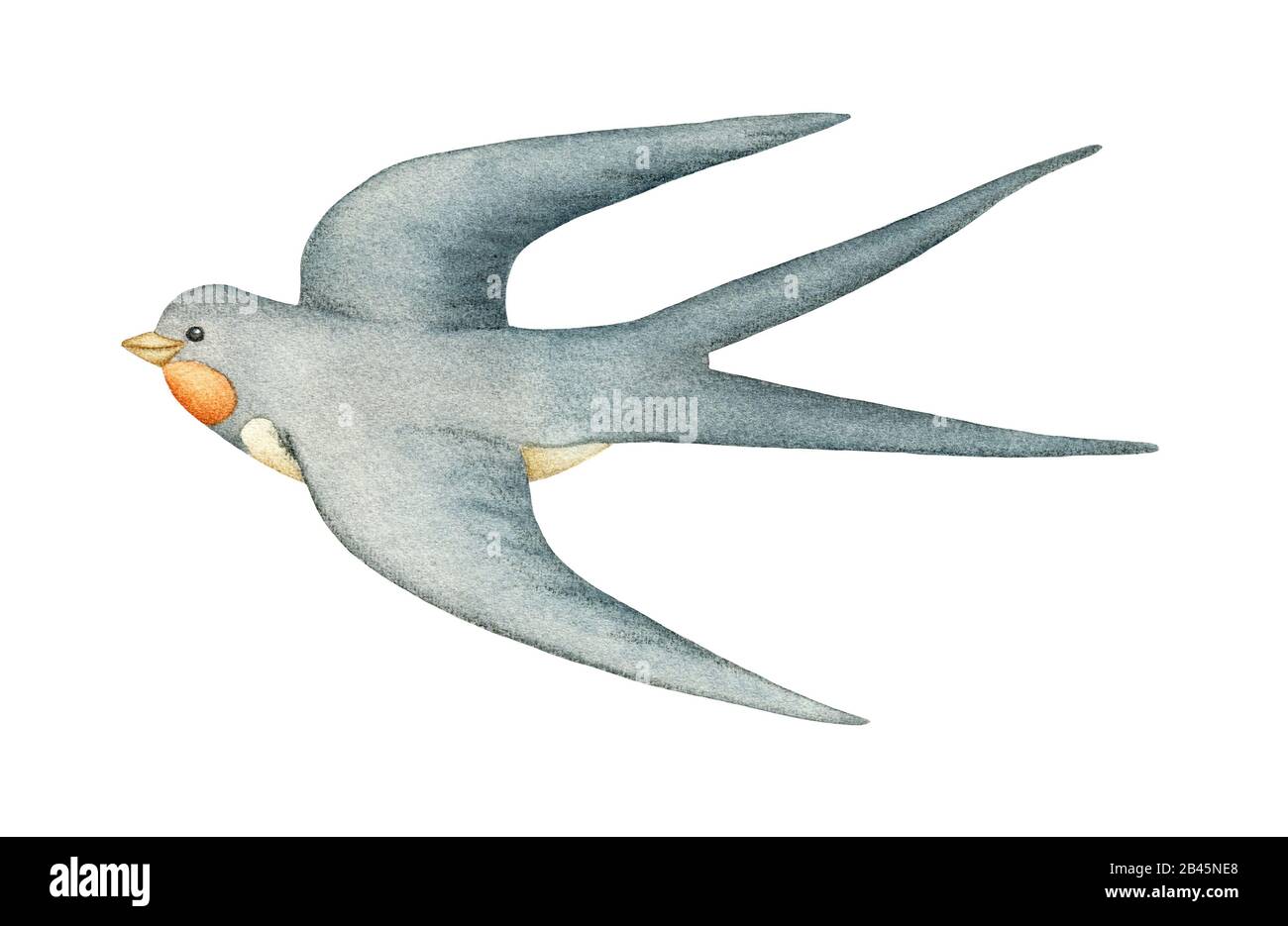 Swallow hand painted watercolor clipart element isolated on white ...