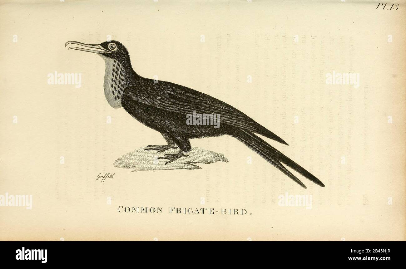 British frigate drawing hi-res stock photography and images - Alamy