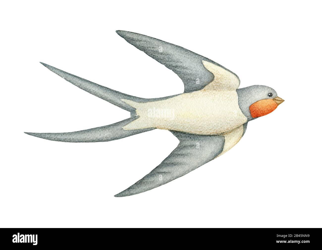 Swallow hand painted watercolor clipart element isolated on white ...