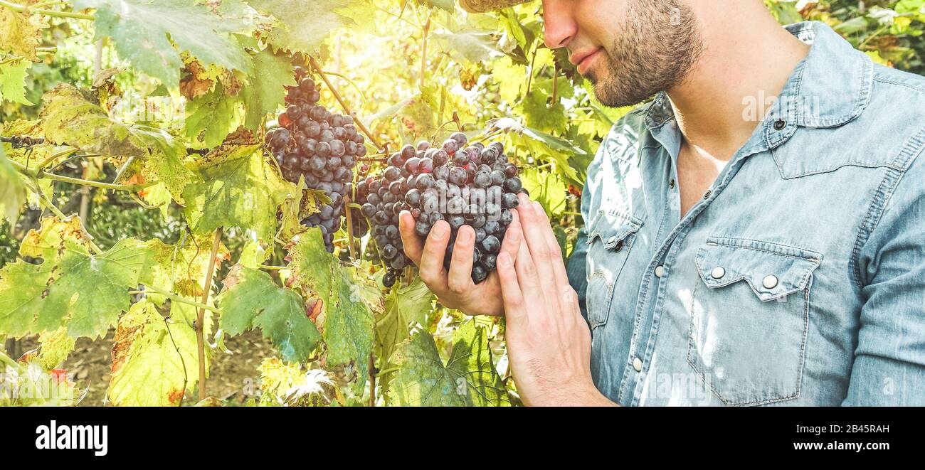 Bio bio chile vineyard hi-res stock photography and images - Alamy