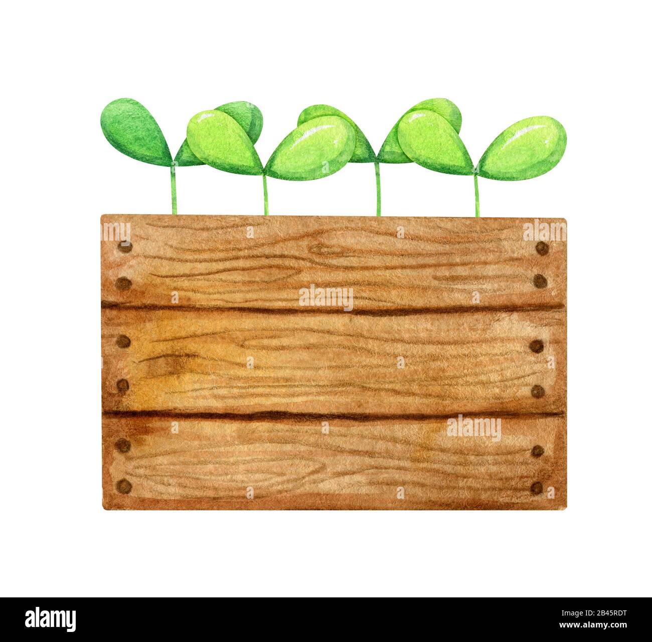Sprout growing in a box for a home garden. Agricultural spring ...