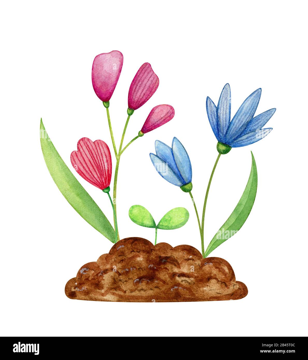 Organic illustration of wild flowers growing in earth. Natural ...